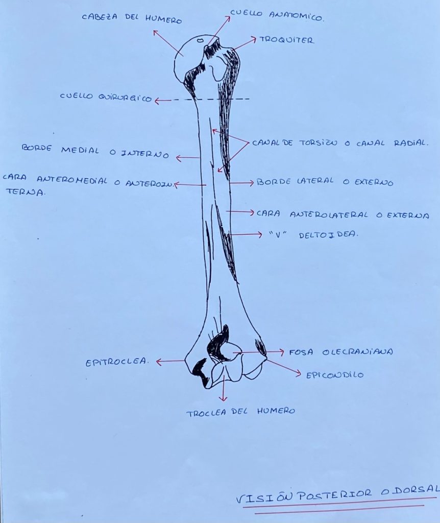 Fractura de hombro y tratamiento - Clínica Fuensalud