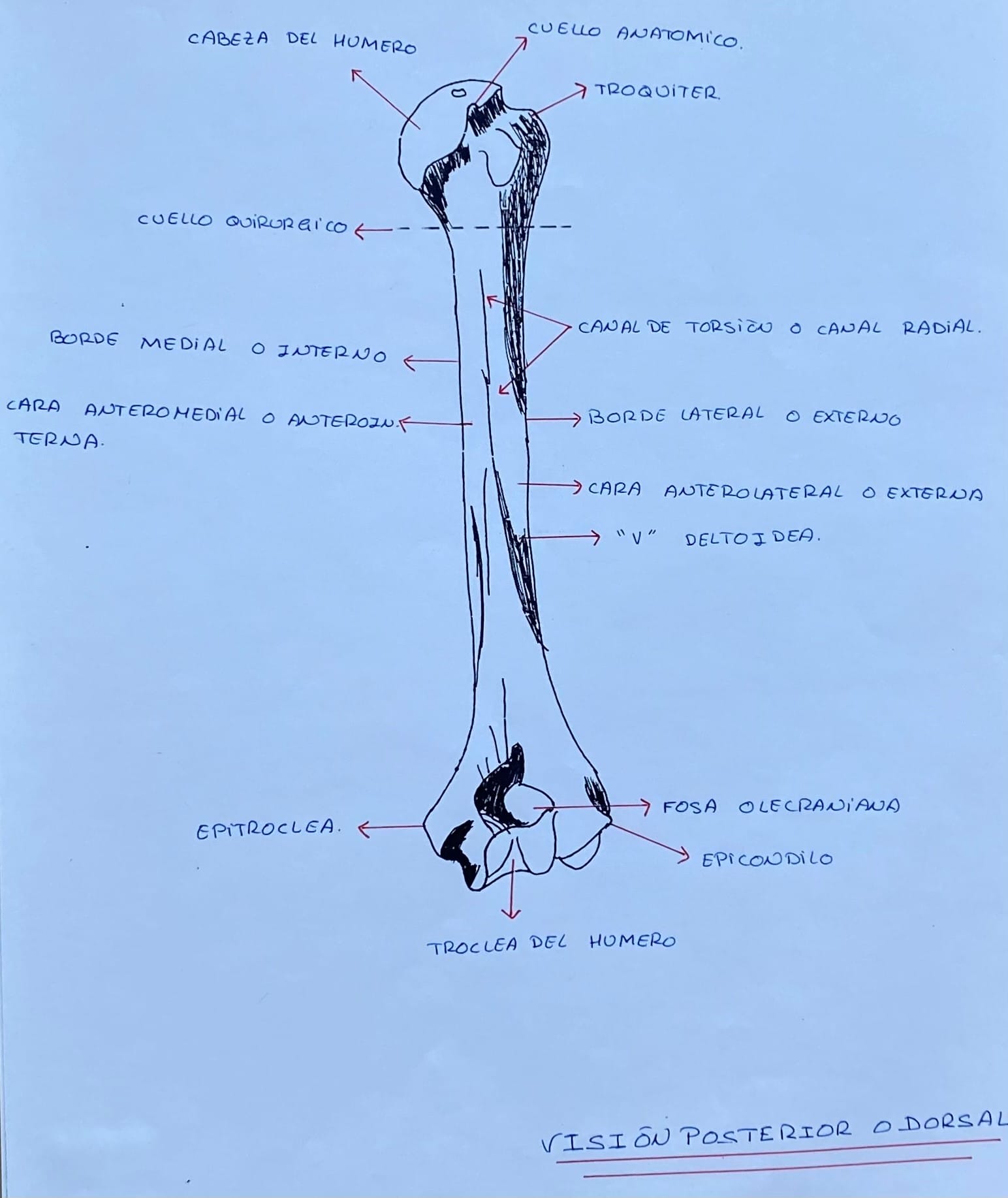 Fractura de hombro y tratamiento - Clínica Fuensalud