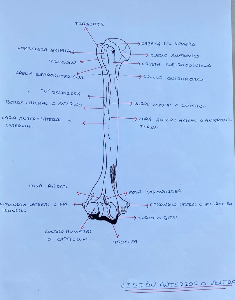 Fractura de hombro y tratamiento - Clínica Fuensalud